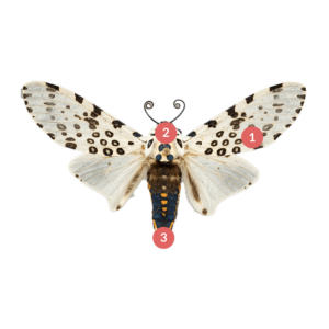 Giant Leopard Moth - The Wisconsin Moths Field Guide