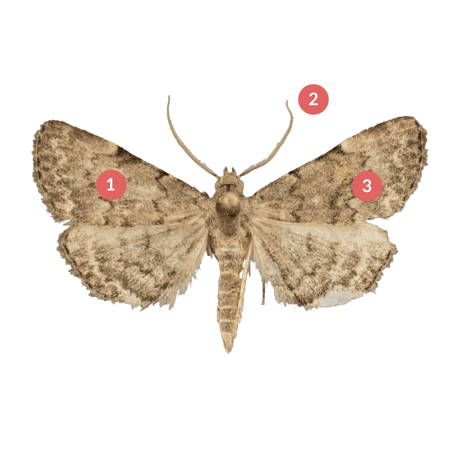 Common Idia Moth - The Wisconsin Moths Field Guide