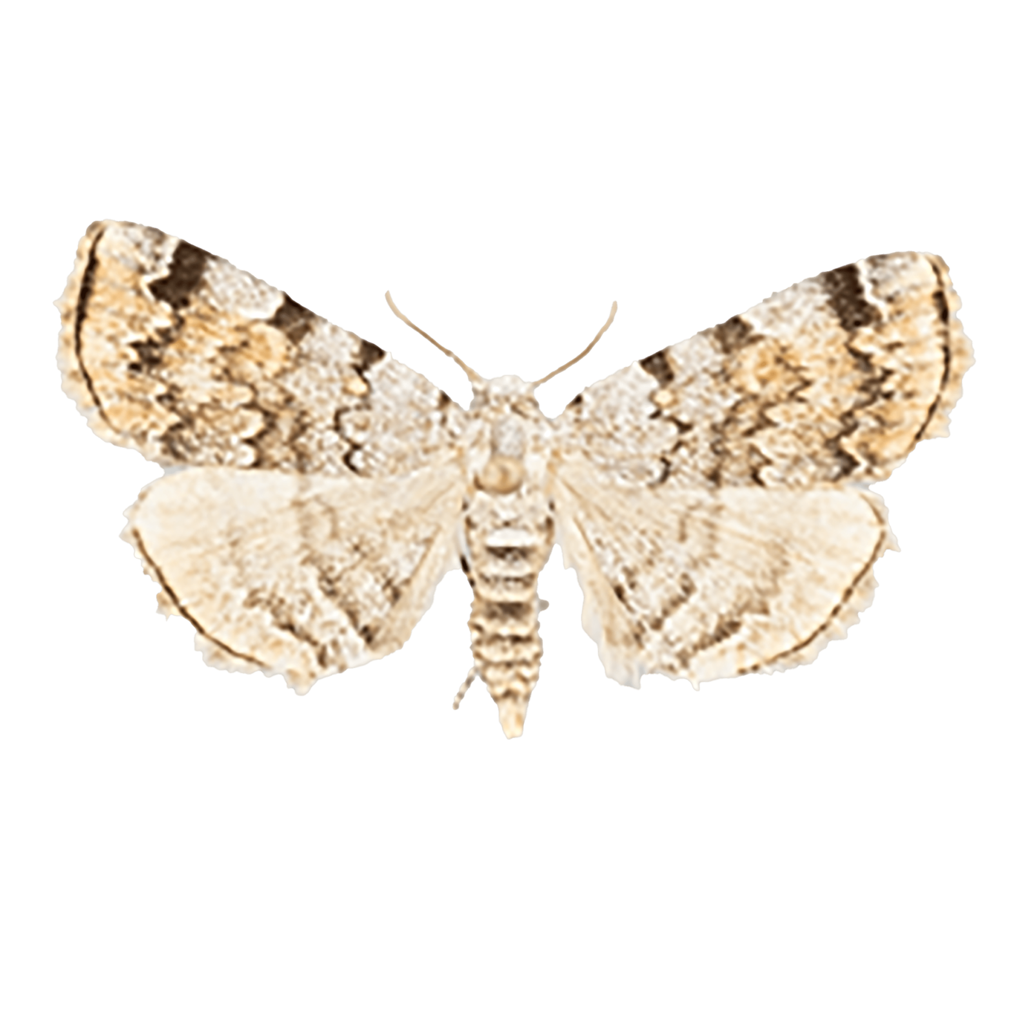 Identify - The Wisconsin Moths Field Guide