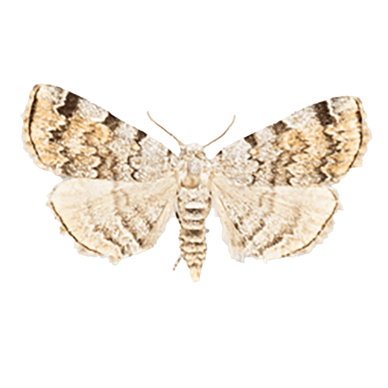 Common Idia Moth - The Wisconsin Moths Field Guide