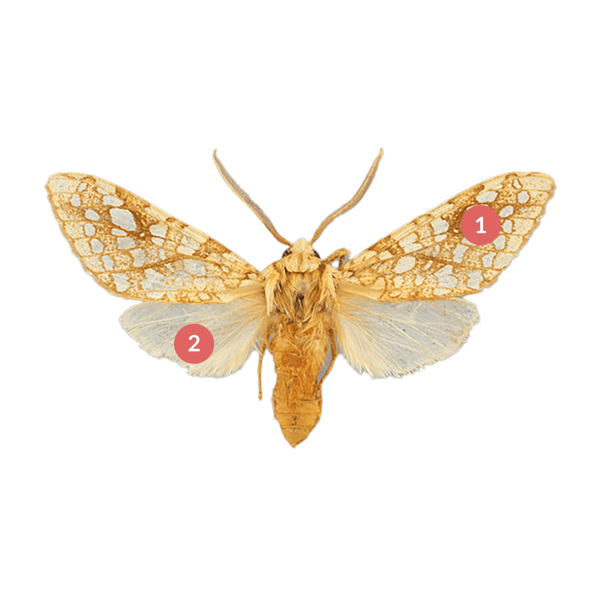 Hickory Tussock Moth - The Wisconsin Moths Field Guide