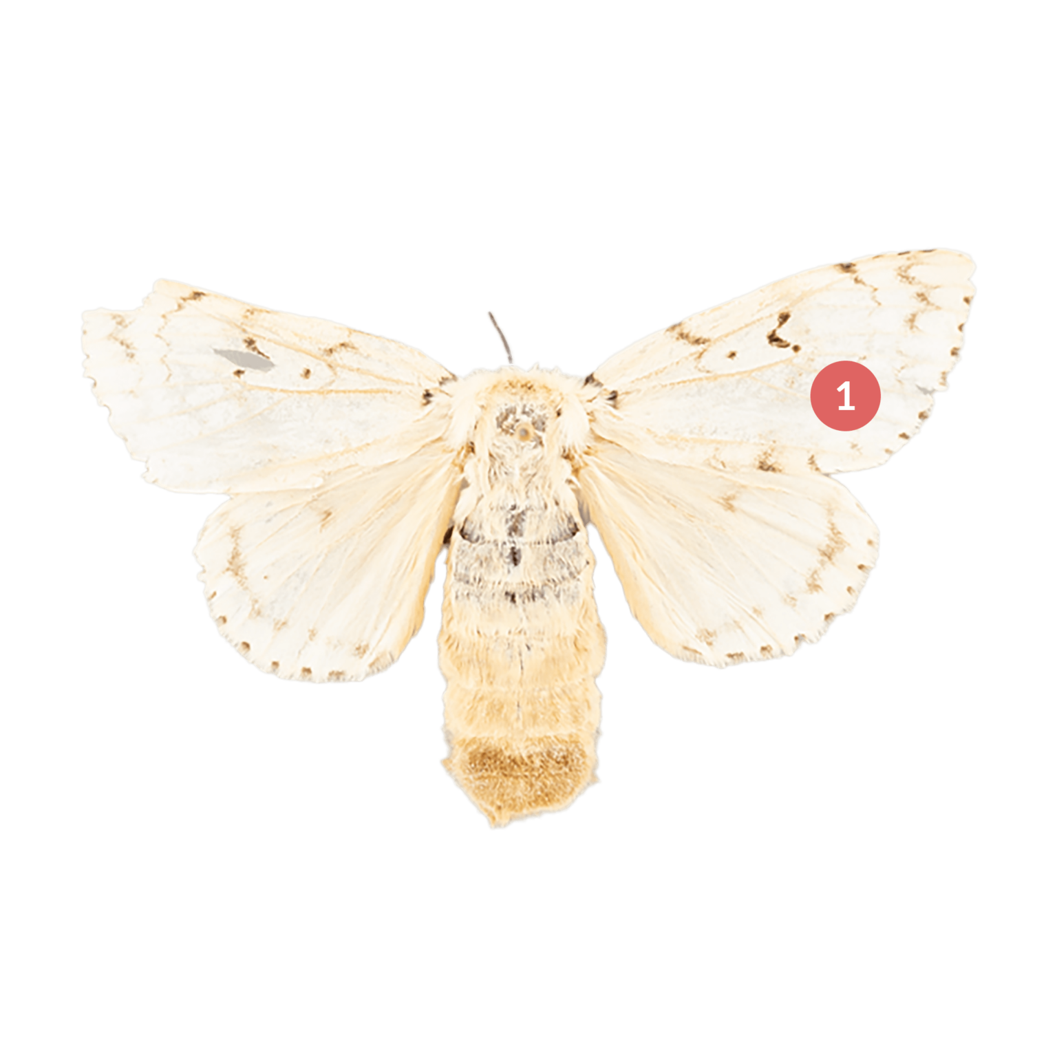 Spongy Moth - The Wisconsin Moths Field Guide