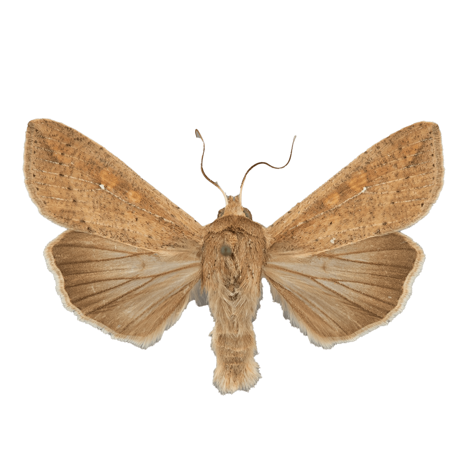 Identify - The Wisconsin Moths Field Guide