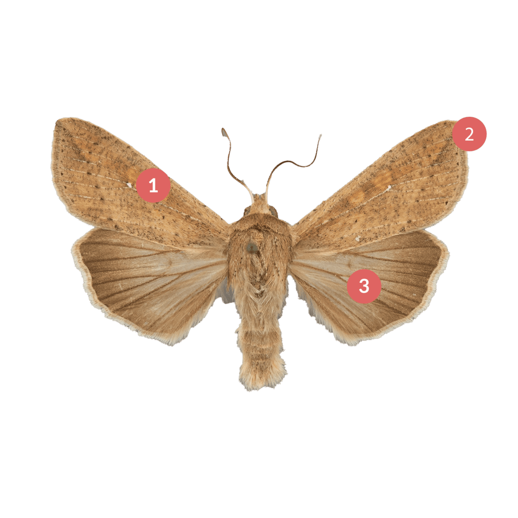 Armyworm Moth - The Wisconsin Moths Field Guide