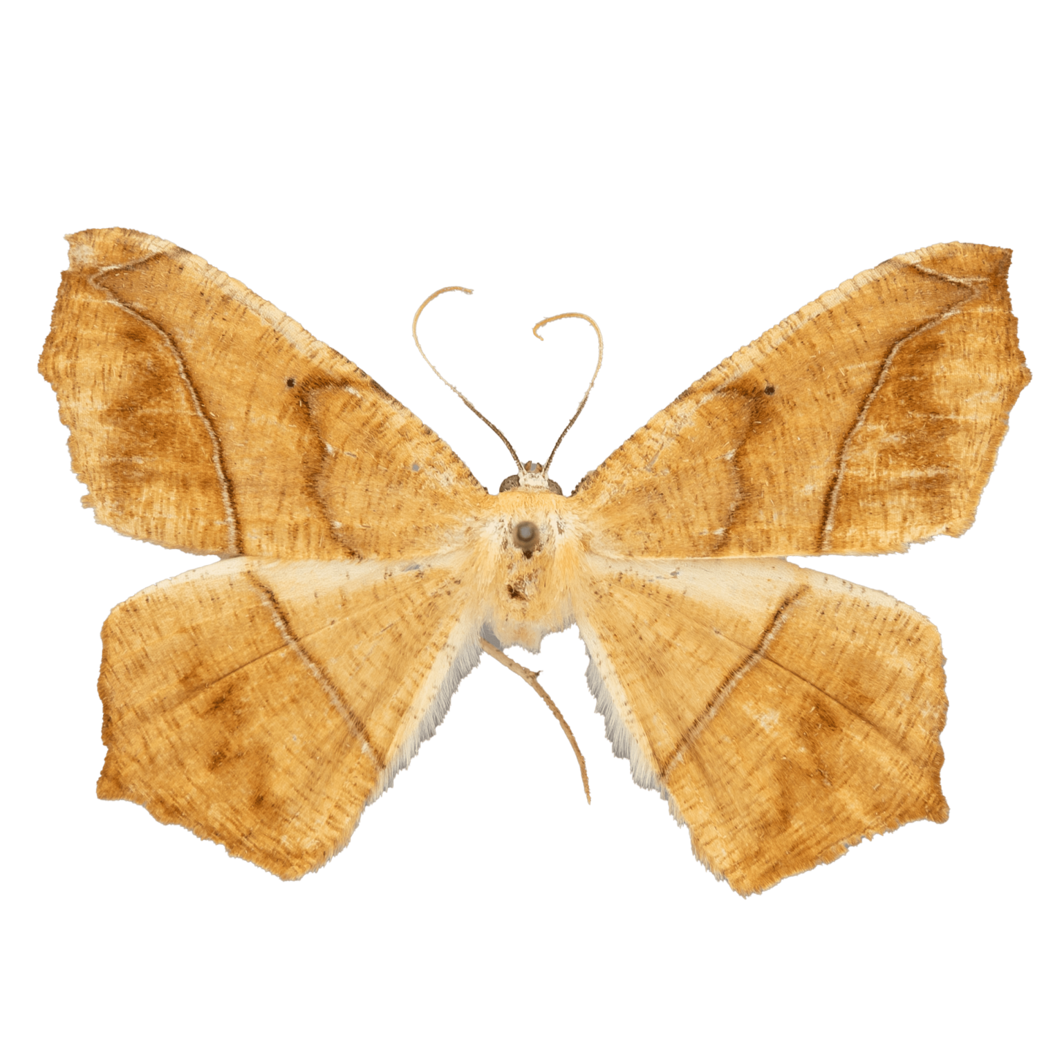 Large Maple Spanworm Moth - The Wisconsin Moths Field Guide