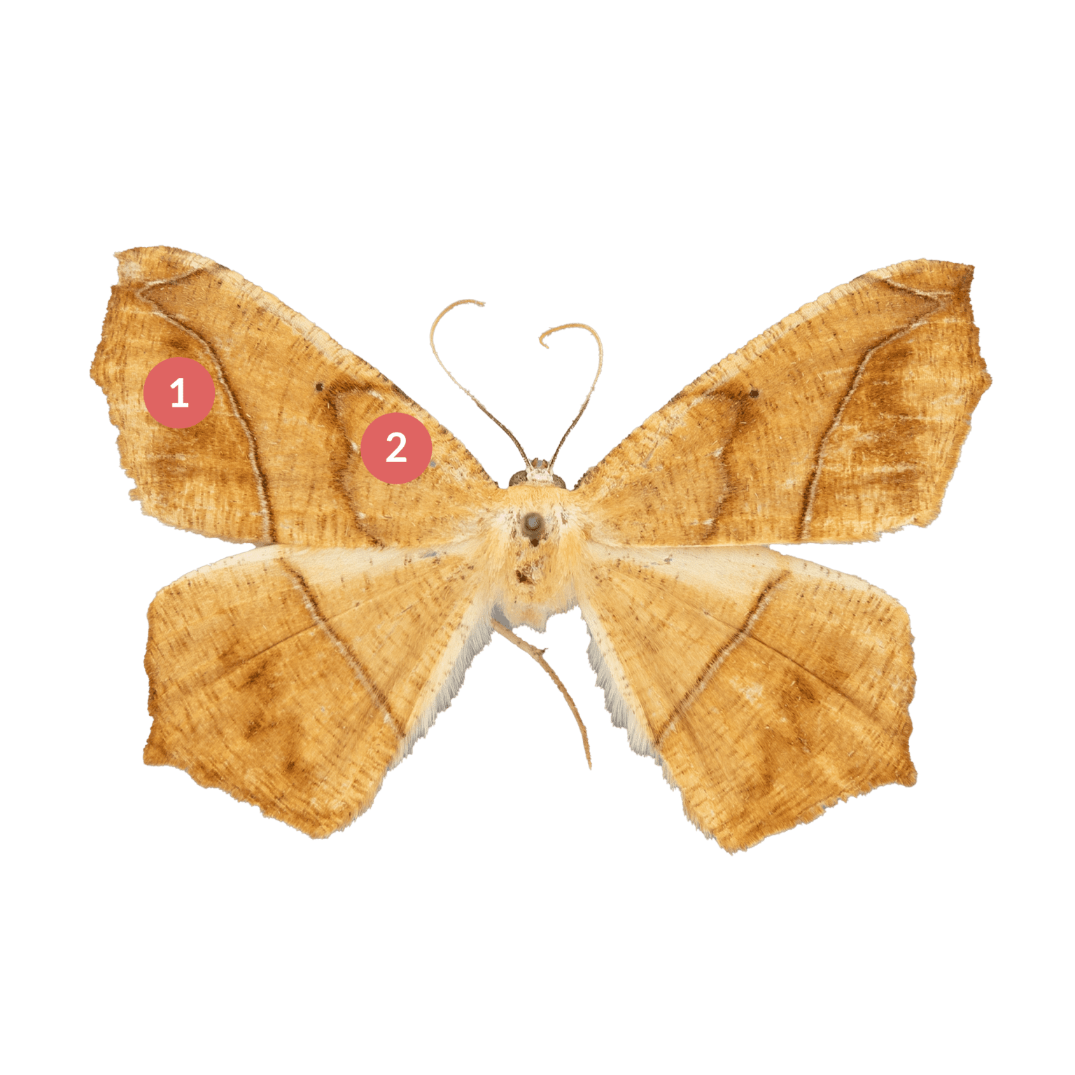 Large Maple Spanworm Moth - The Wisconsin Moths Field Guide