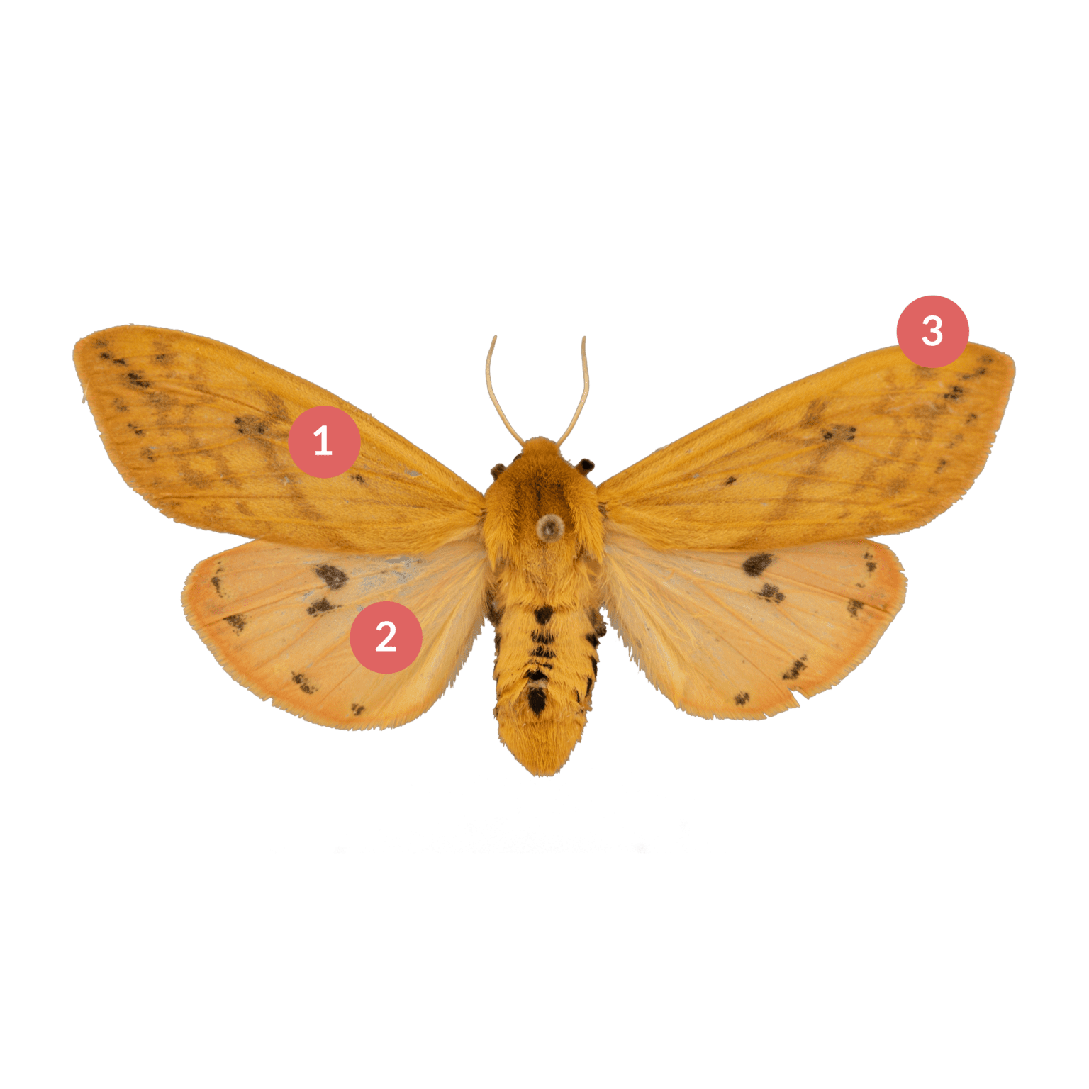 Isabella Tiger Moth - The Wisconsin Moths Field Guide