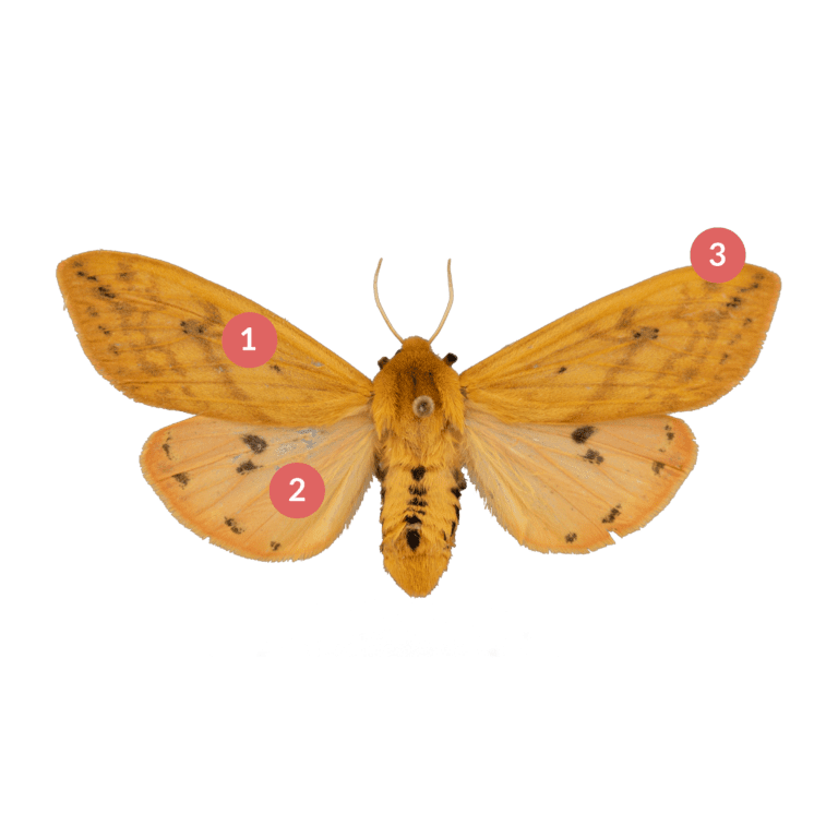 Isabella Tiger Moth - The Wisconsin Moths Field Guide