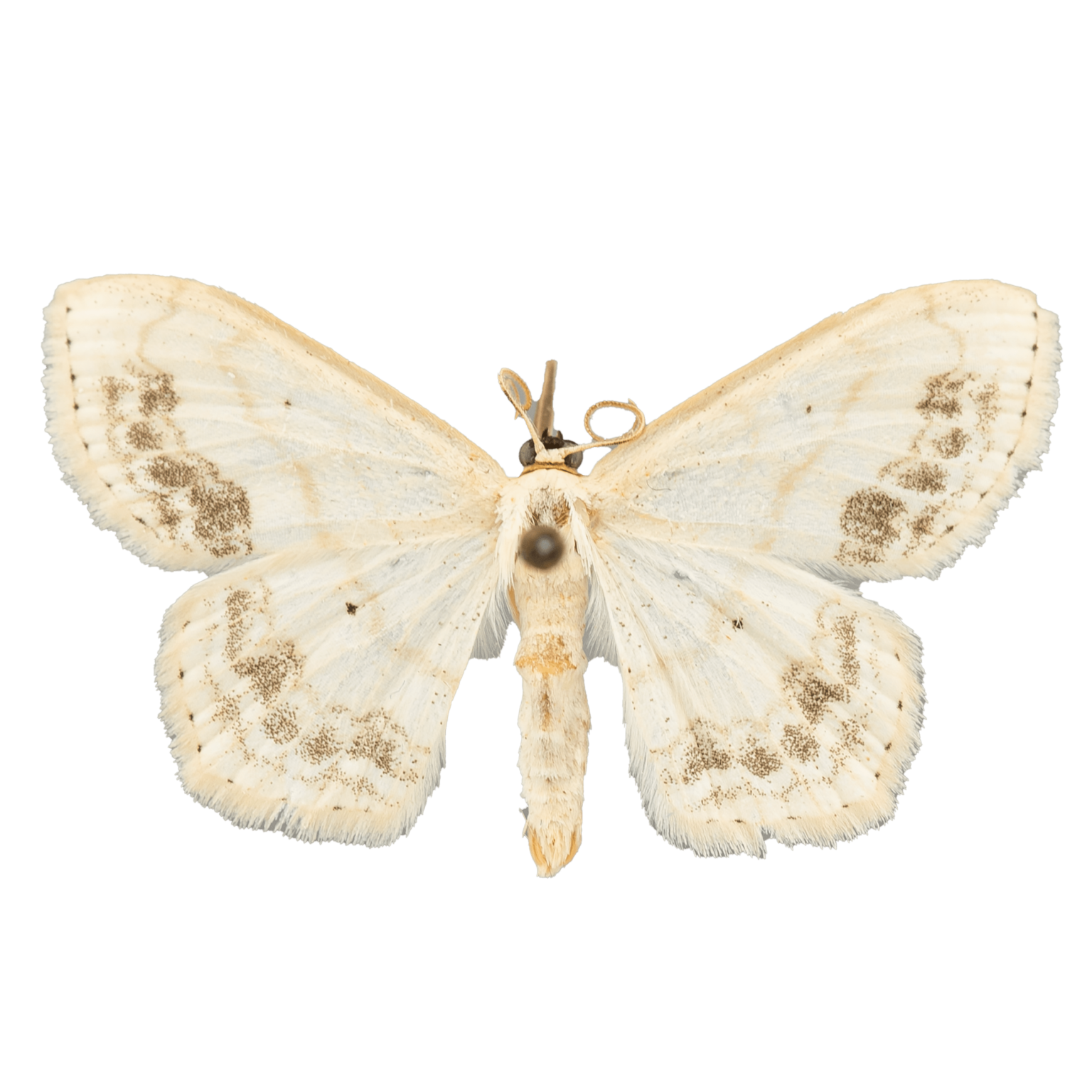 Large Lace-Border Moth - The Wisconsin Moths Field Guide