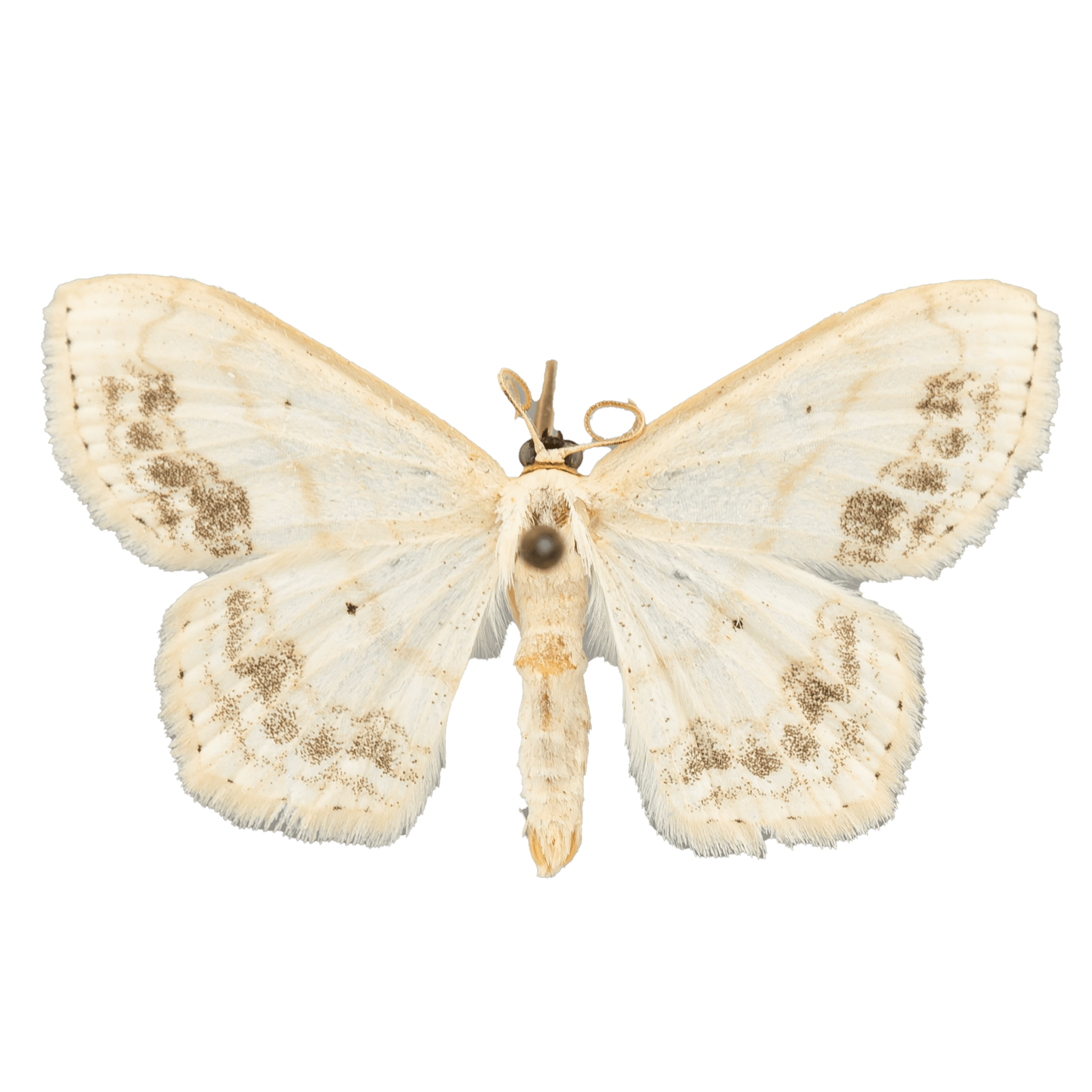 Large Lace-Border Moth - The Wisconsin Moths Field Guide