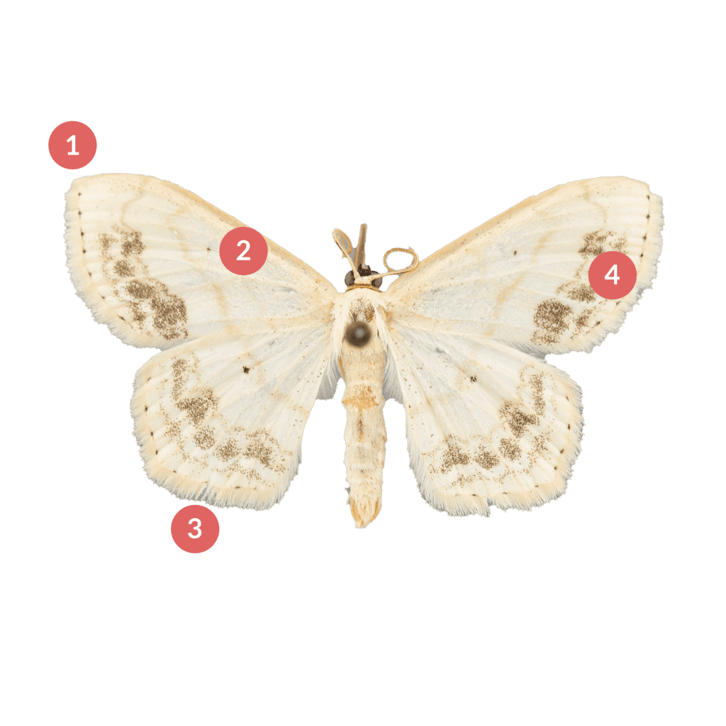 Large Lace-Border Moth - The Wisconsin Moths Field Guide