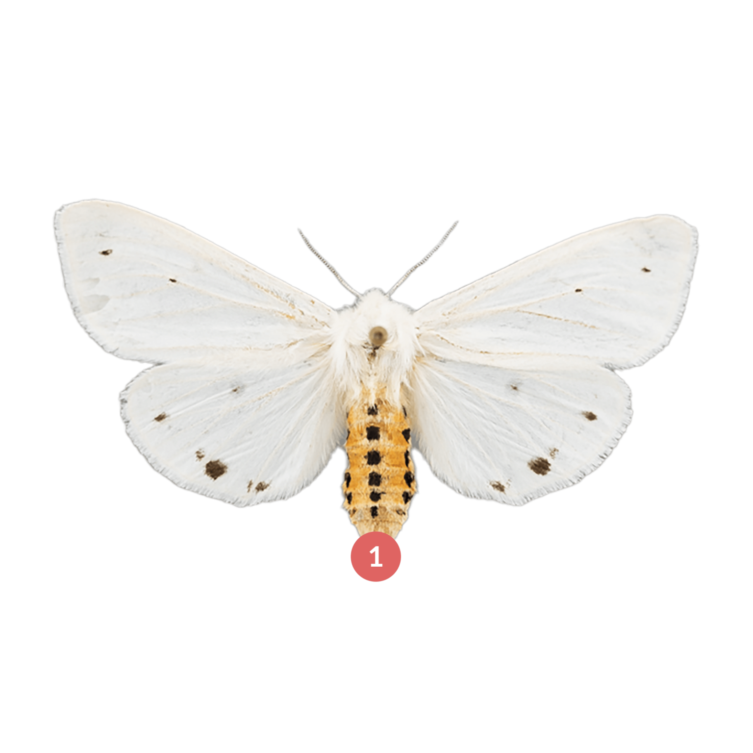 Virginian Tiger Moth - The Wisconsin Moths Field Guide