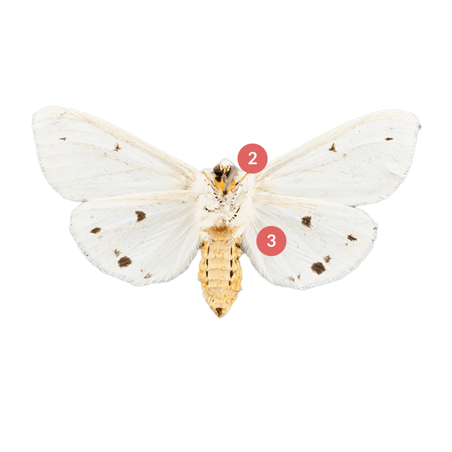 Virginian Tiger Moth - The Wisconsin Moths Field Guide