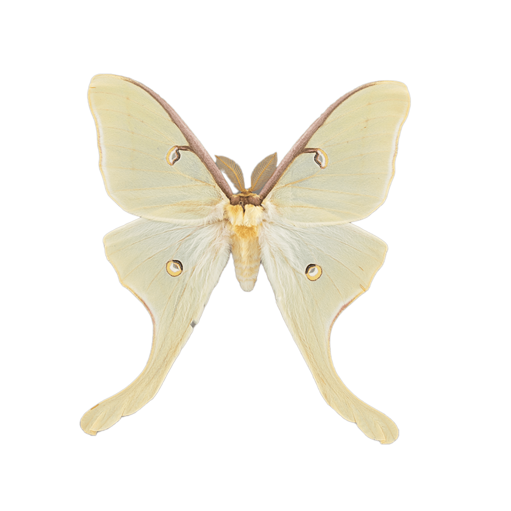 Homepage - The Wisconsin Moths Field Guide