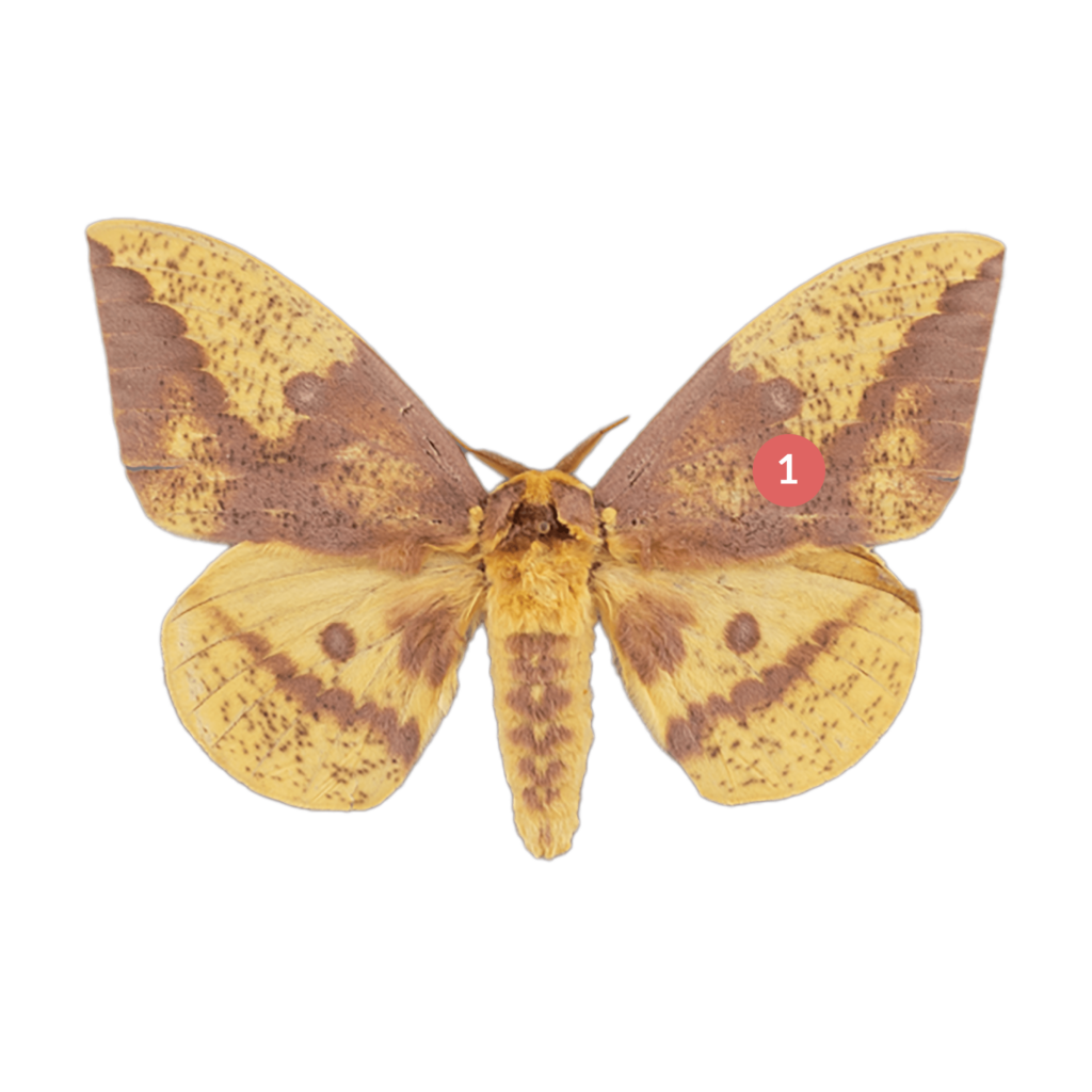 Imperial Moth - The Wisconsin Moths Field Guide