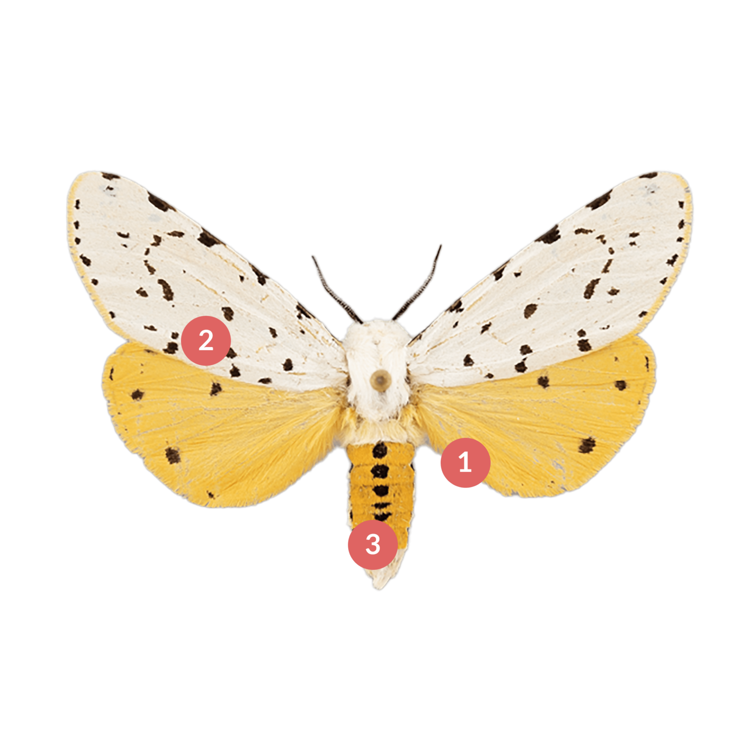 Salt Marsh Moth - The Wisconsin Moths Field Guide