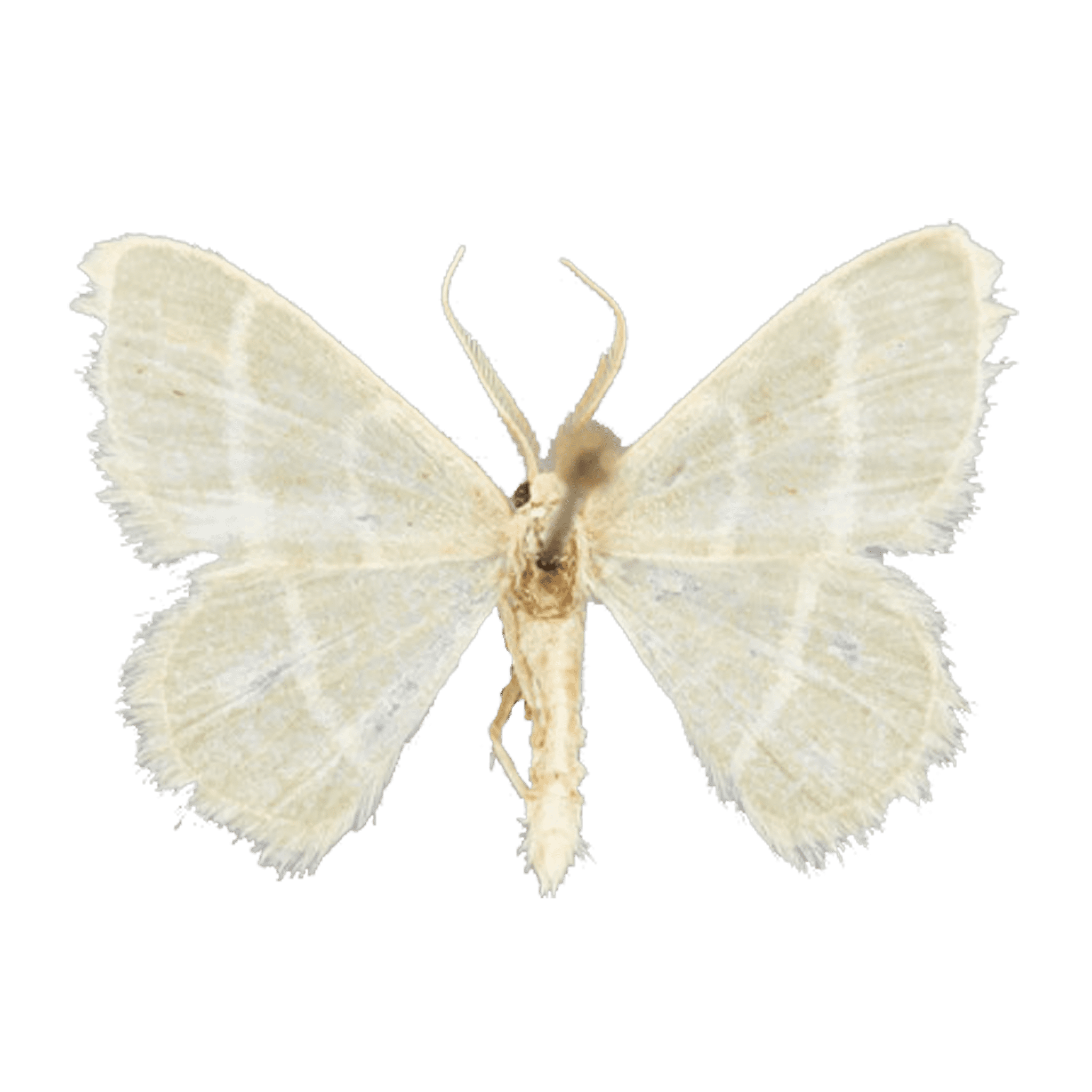 Identify - The Wisconsin Moths Field Guide