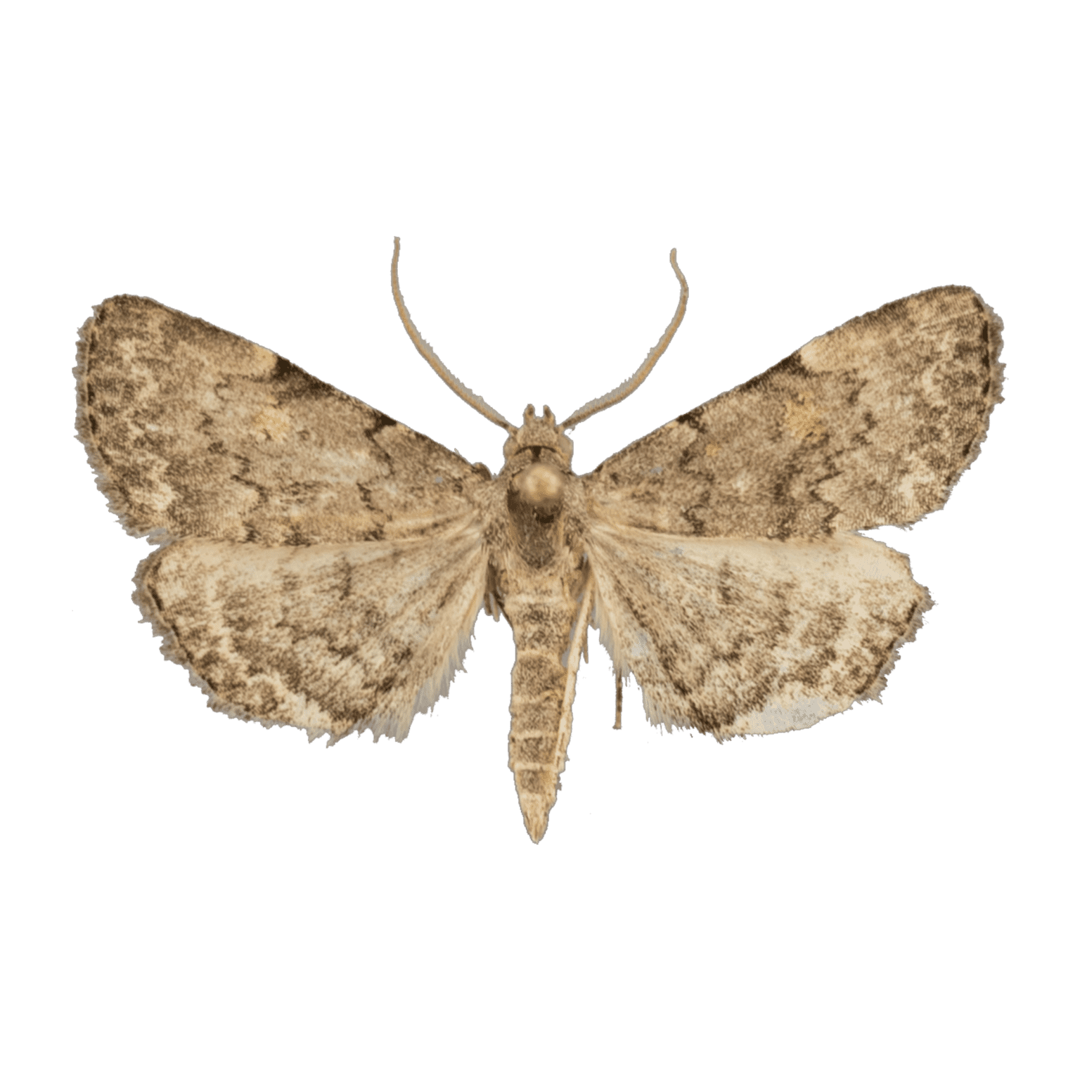 Common Idia Moth - The Wisconsin Moths Field Guide