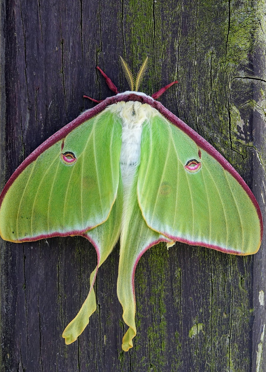Homepage - The Wisconsin Moths Field Guide